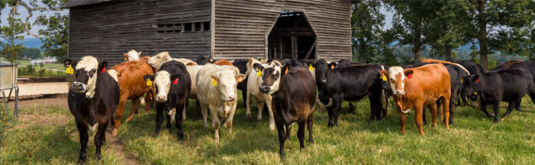 Thiamine (Vitamin B1) Cattle | International Stock Food