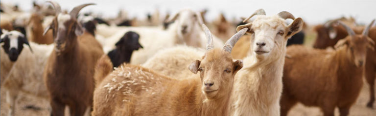 Thiamine (Vitamin B1) Sheep & Goat | International Stock Food