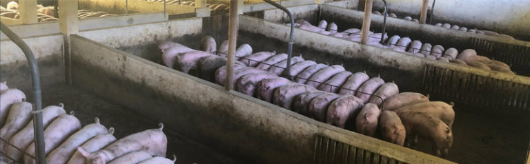 Swine Products | International Stock Food